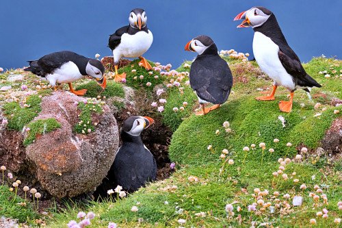 Solve Atlantic-Puffins-on-the-Cliffs-of-Fair-Isle jigsaw puzzle online ...