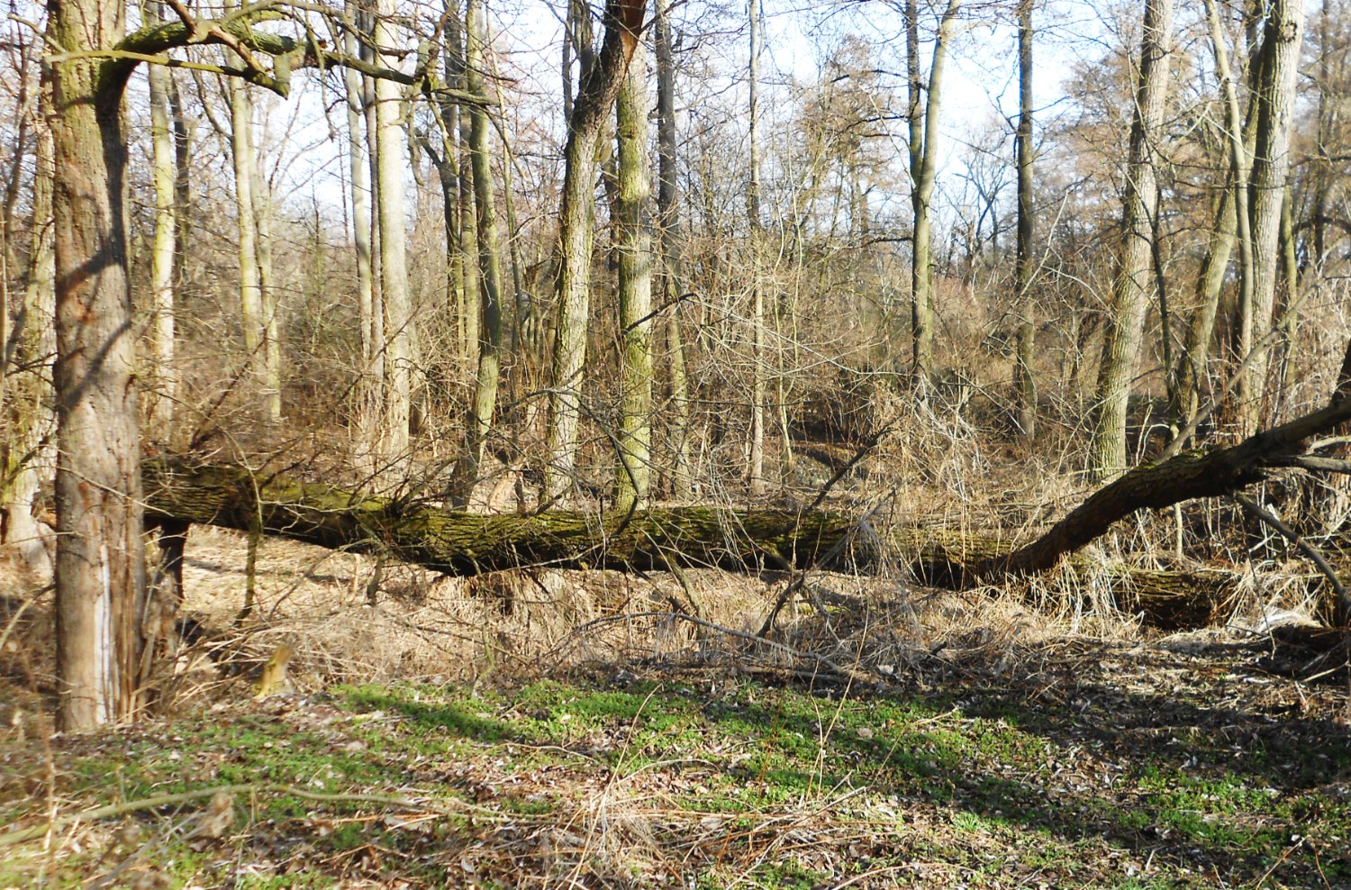 Solve Prales 1 Old forest1 jigsaw puzzle online with 12 pieces