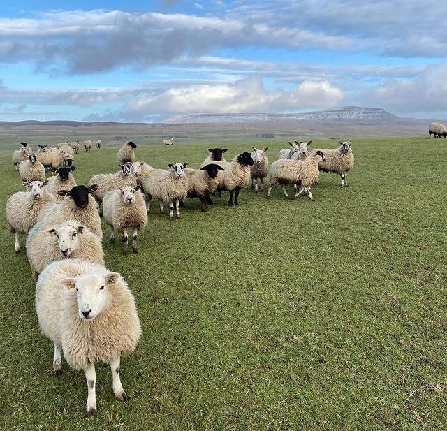 Solve Flock of Sheep jigsaw puzzle online with 81 pieces