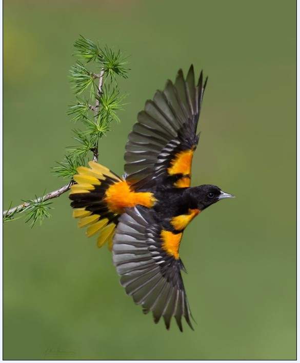 Solve Pták_Bird jigsaw puzzle online with 20 pieces