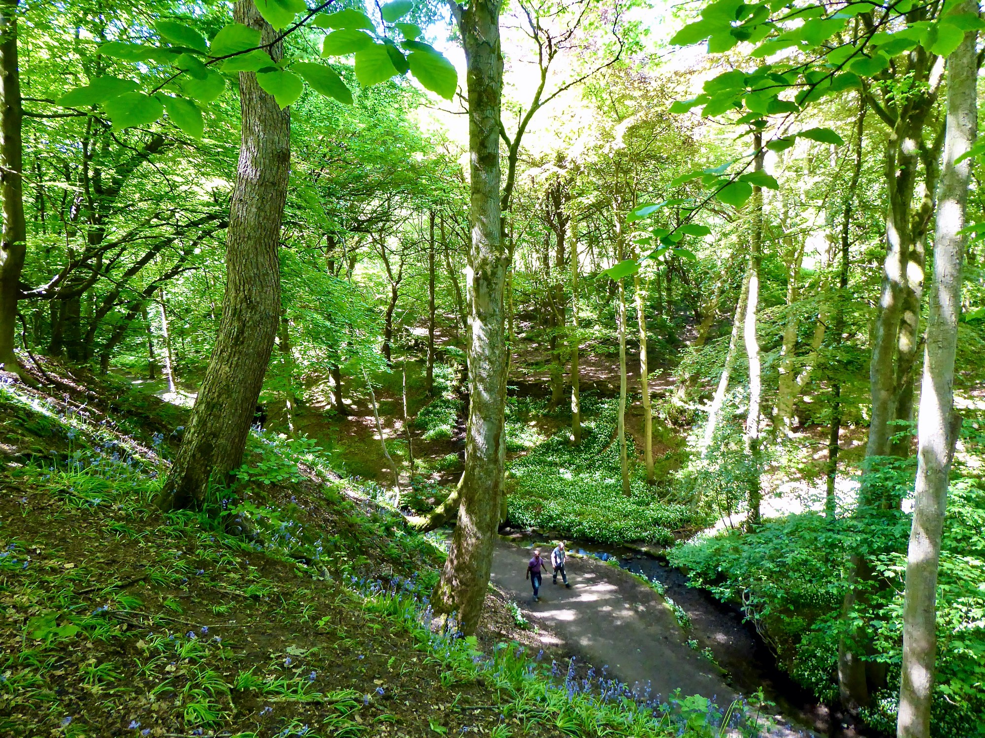 Solve Roundhay Park. Ravine jigsaw puzzle online with 99 pieces