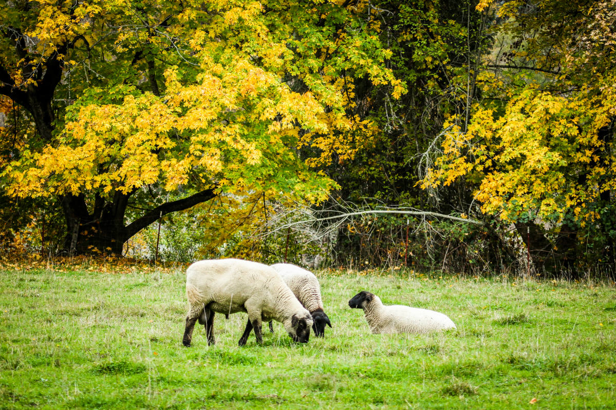 Solve VALLEY SHEEP jigsaw puzzle online with 96 pieces