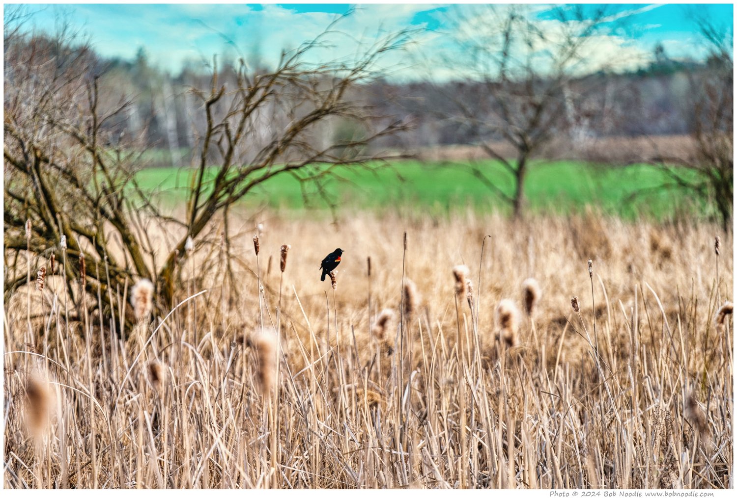 Solve Blackbird Sings in The Cattails jigsaw puzzle online with 15 pieces