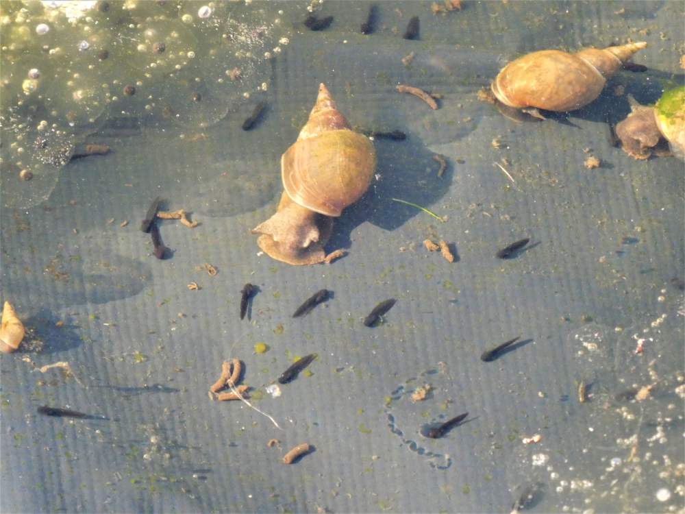 Solve In the pond. Watersnails and tadpoles. 29. March 2021 jigsaw ...