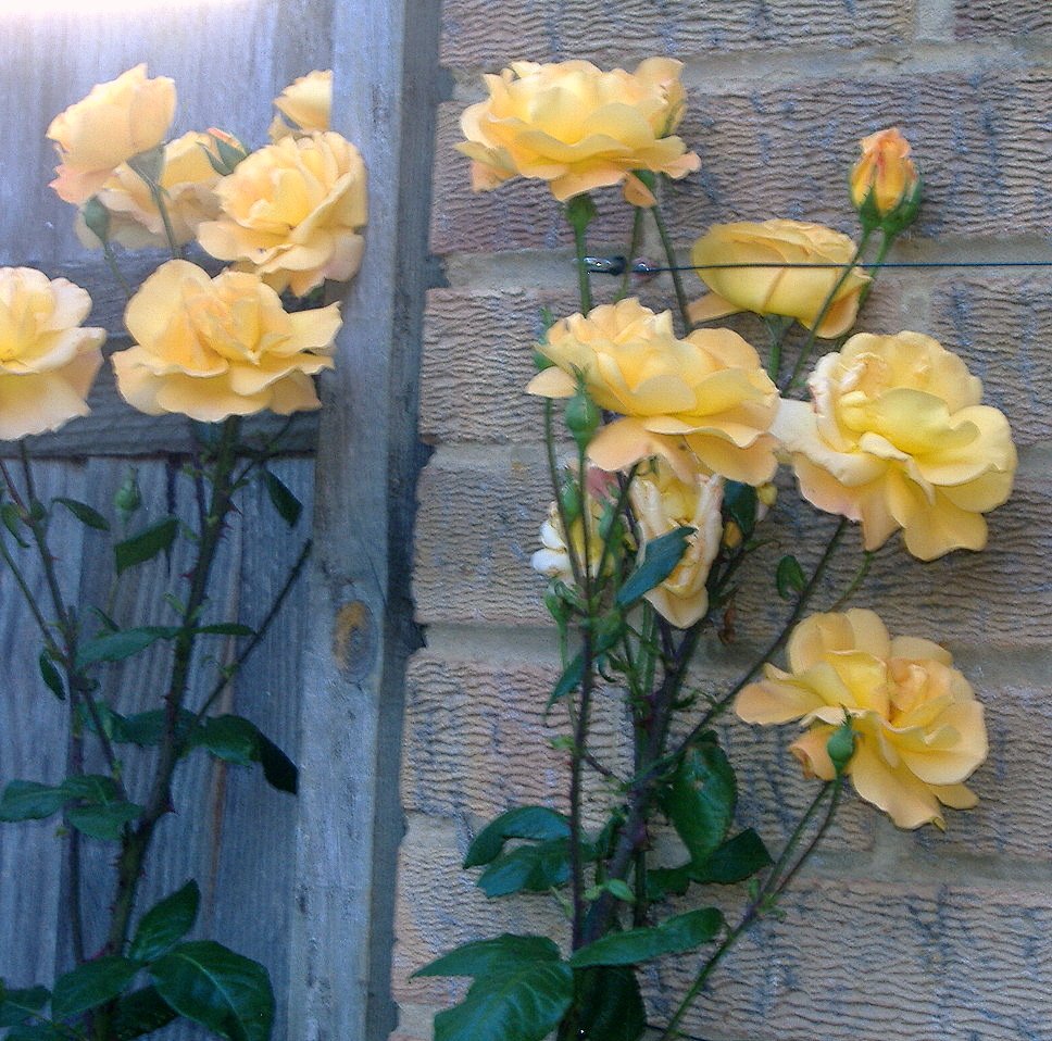 Solve 2023.09 - Whiskey Mac Rose 2 jigsaw puzzle online with 16 pieces