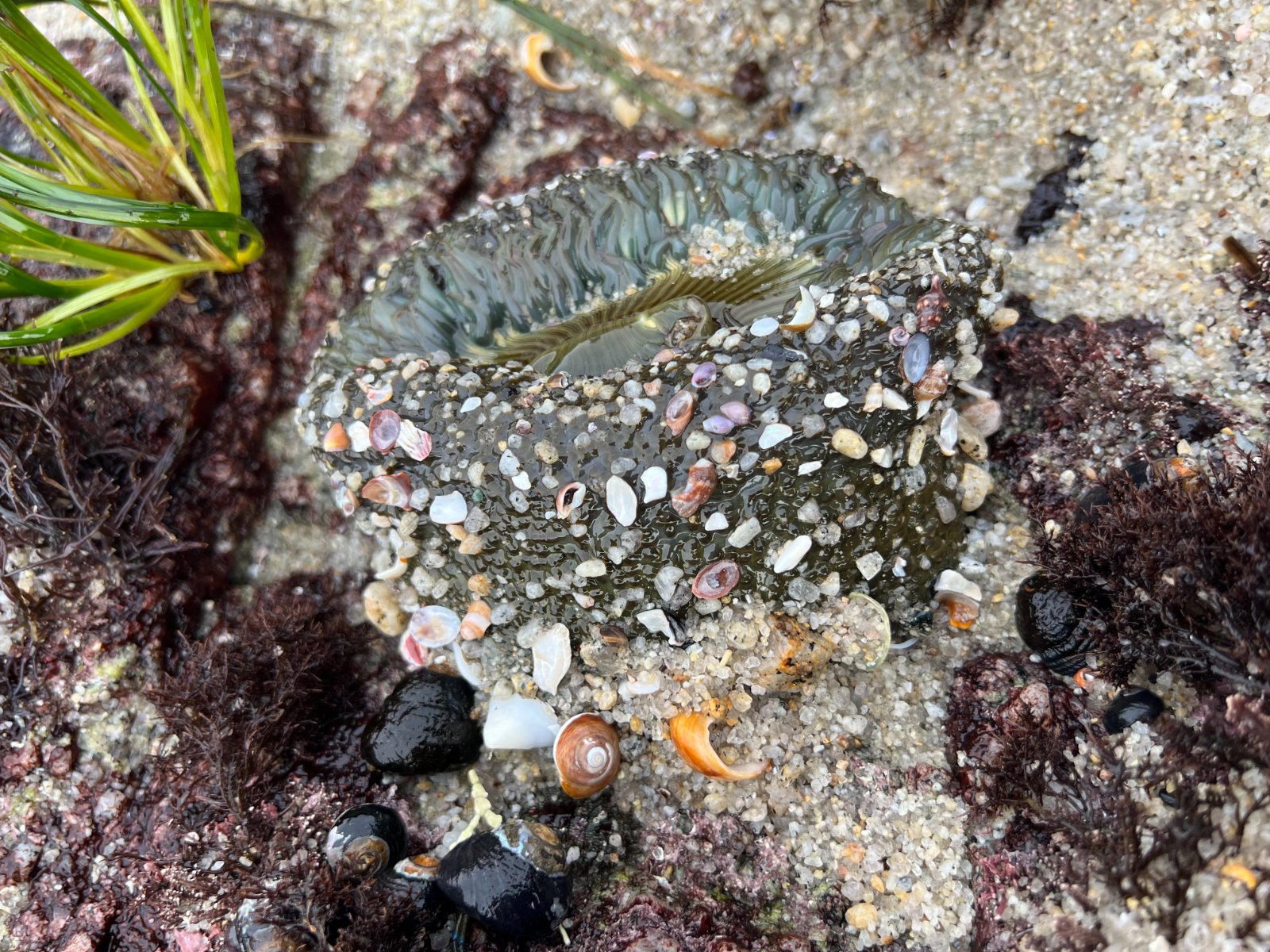 Solve Tide pooling 2 jigsaw puzzle online with 48 pieces