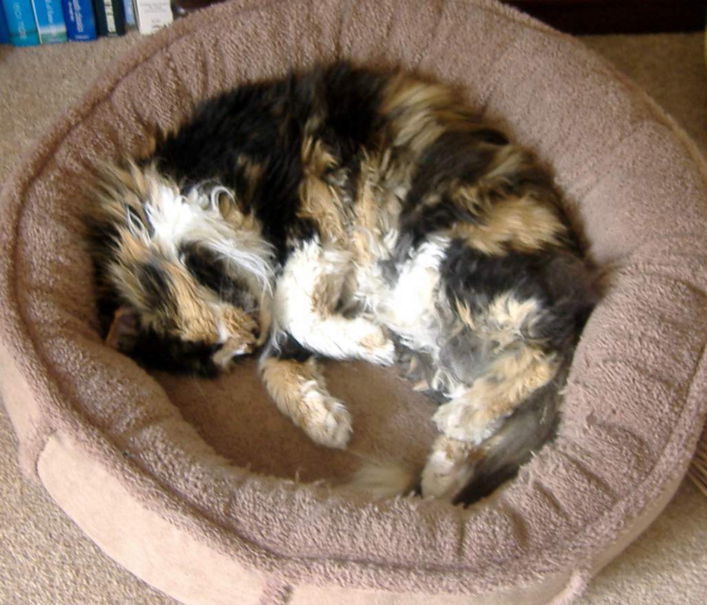 Solve Tasha Cat in Her Basket jigsaw puzzle online with 30 pieces