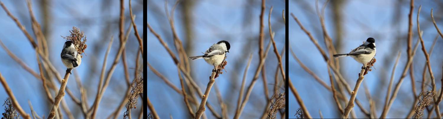 Solve Chickadee Views jigsaw puzzle online with 30 pieces