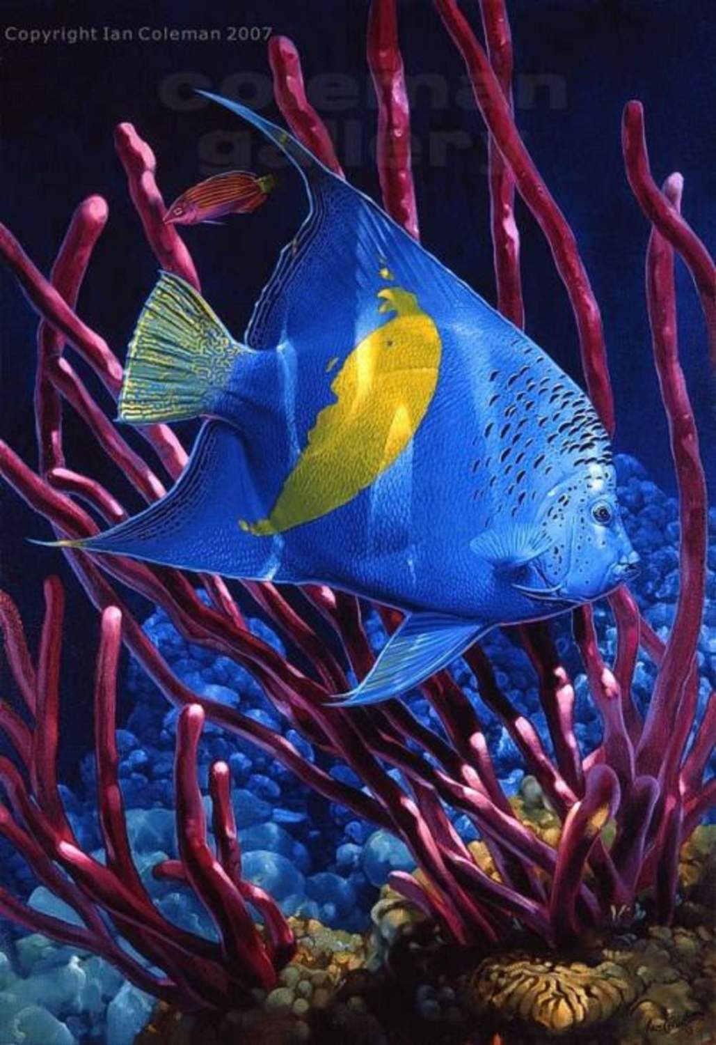 Jigsaw Puzzle | yellowbar angelfish, half-moon angelfish, yellow-marked ...