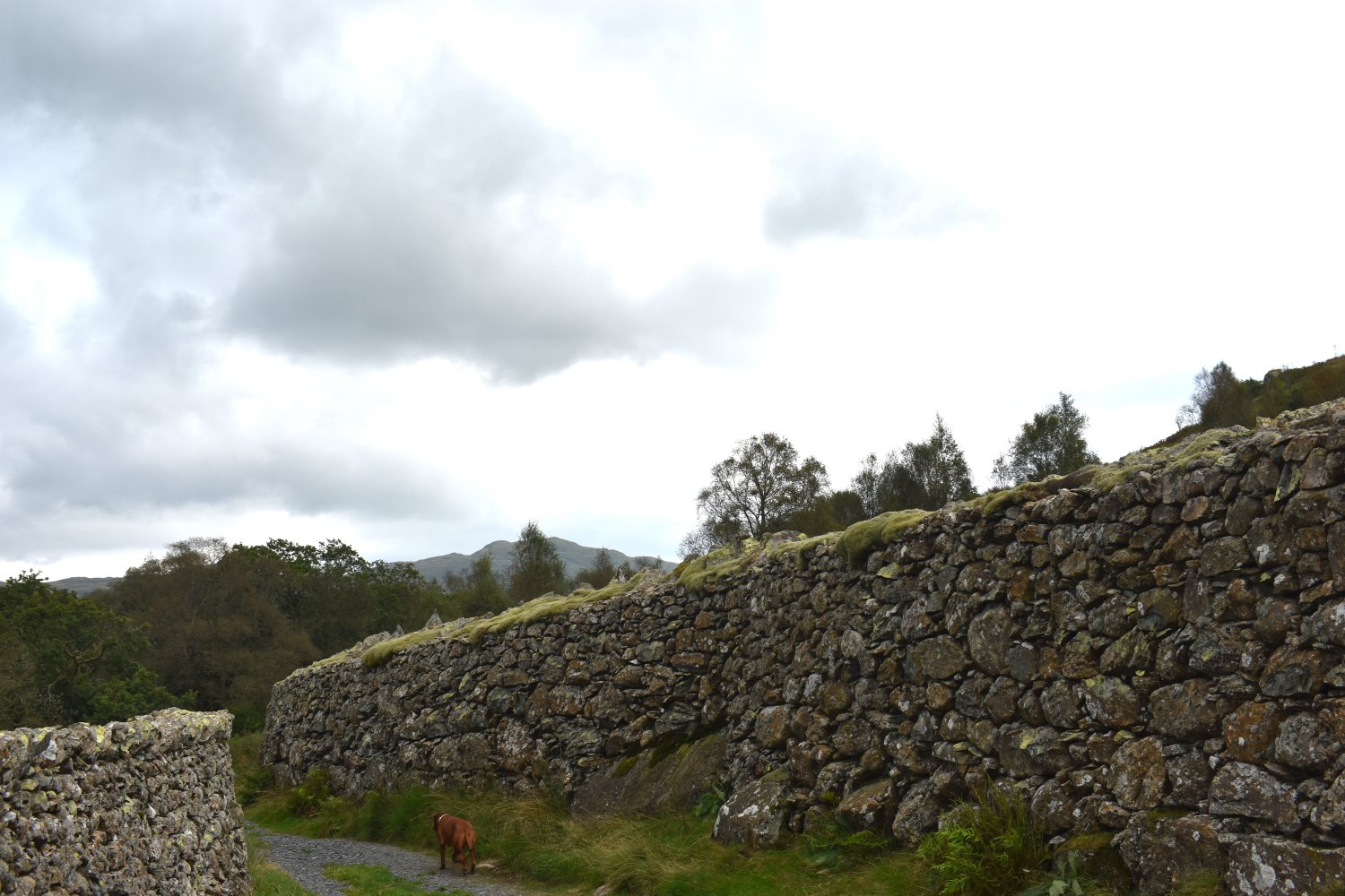 Solve The drystone walls of Grassguards, Cumbria England. jigsaw puzzle ...