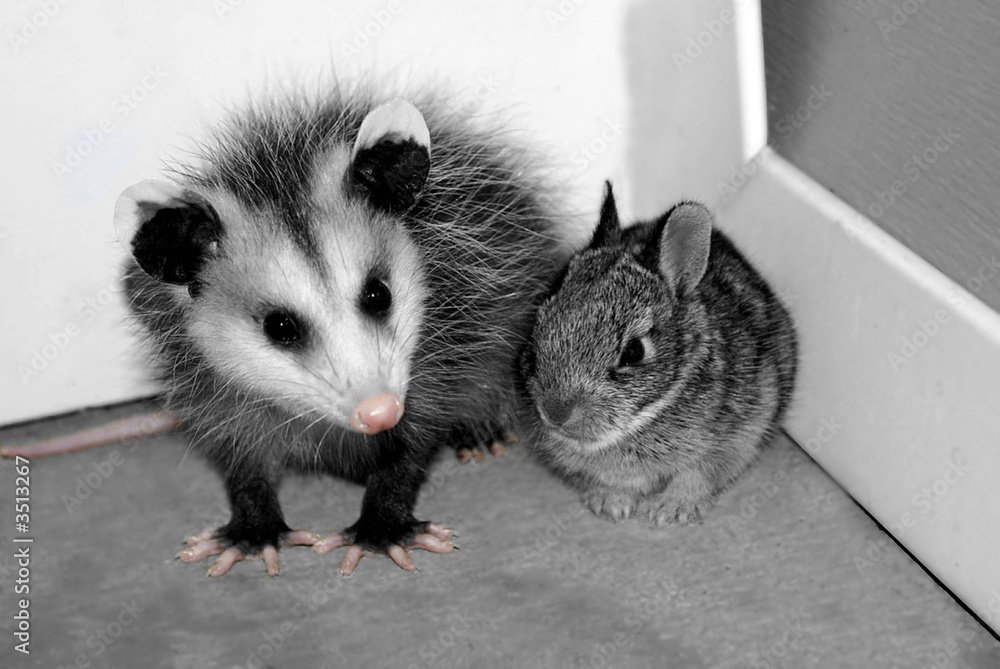 Solve Opossum and rabbit jigsaw puzzle online with 12 pieces