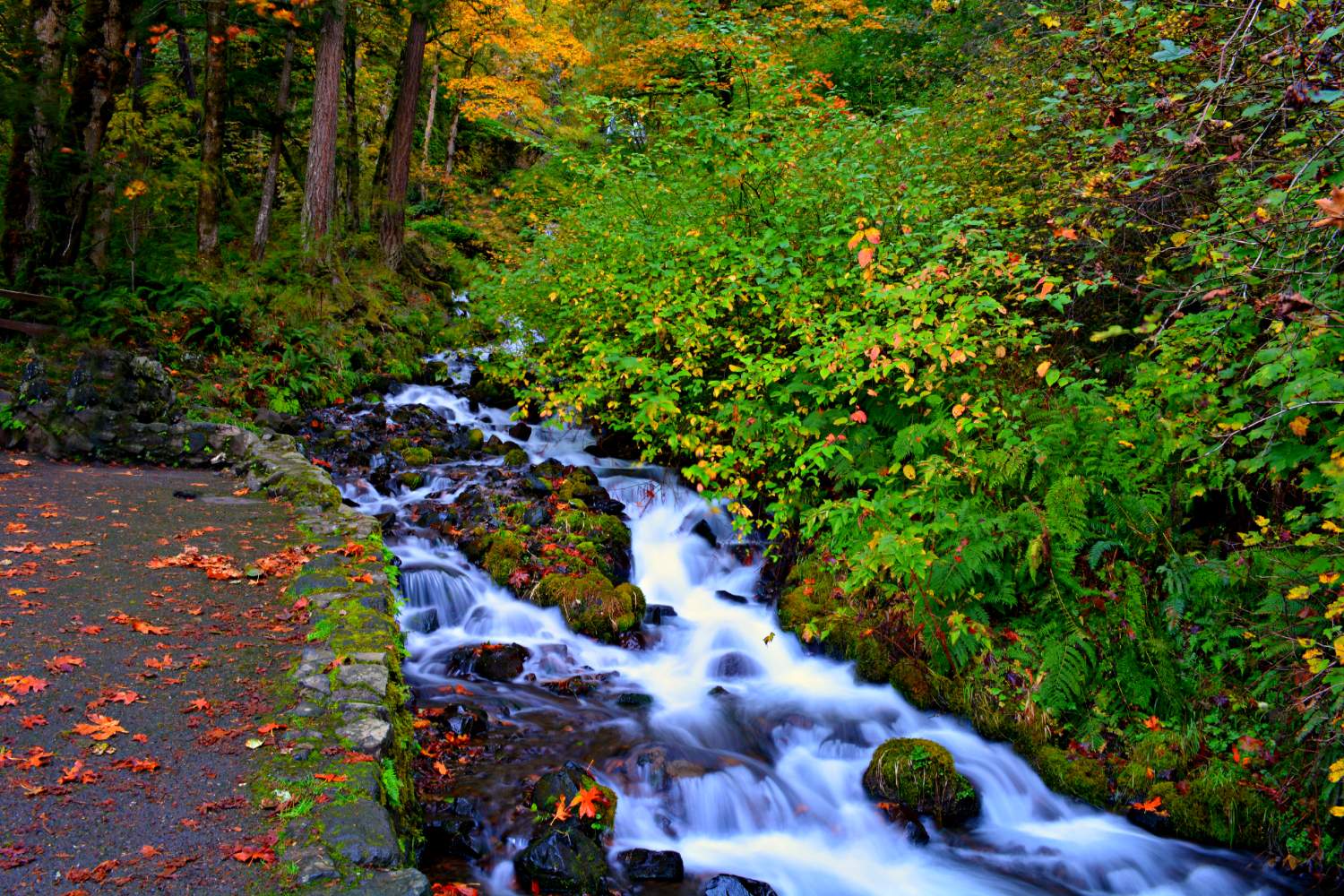 Solve Oregon Stream jigsaw puzzle online with 96 pieces