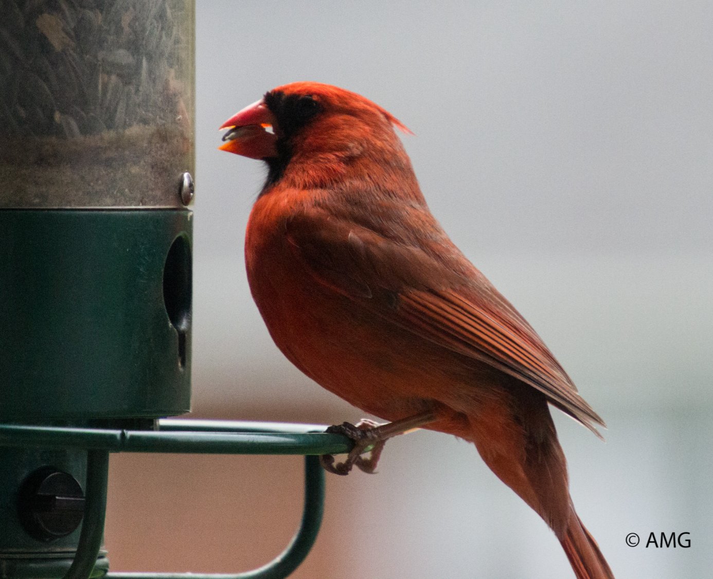 Solve Cardinal jigsaw puzzle online with 12 pieces