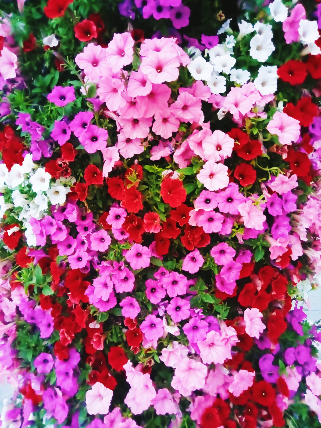 Jigsaw Puzzle | 80 pieces | Flowers | Jigidi