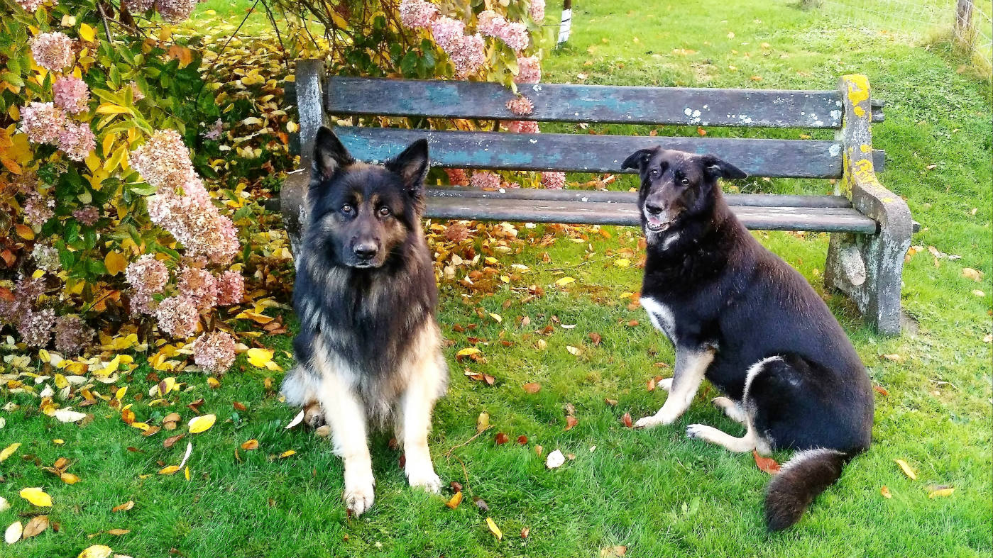 Solve Norris and Kyra jigsaw puzzle online with 112 pieces