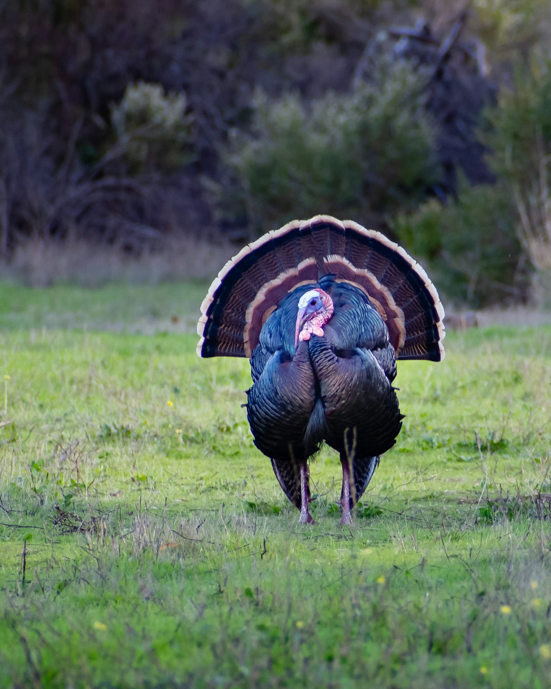 Solve Turkey jigsaw puzzle online with 42 pieces