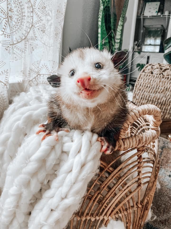 Solve Fat possum jigsaw puzzle online with 20 pieces