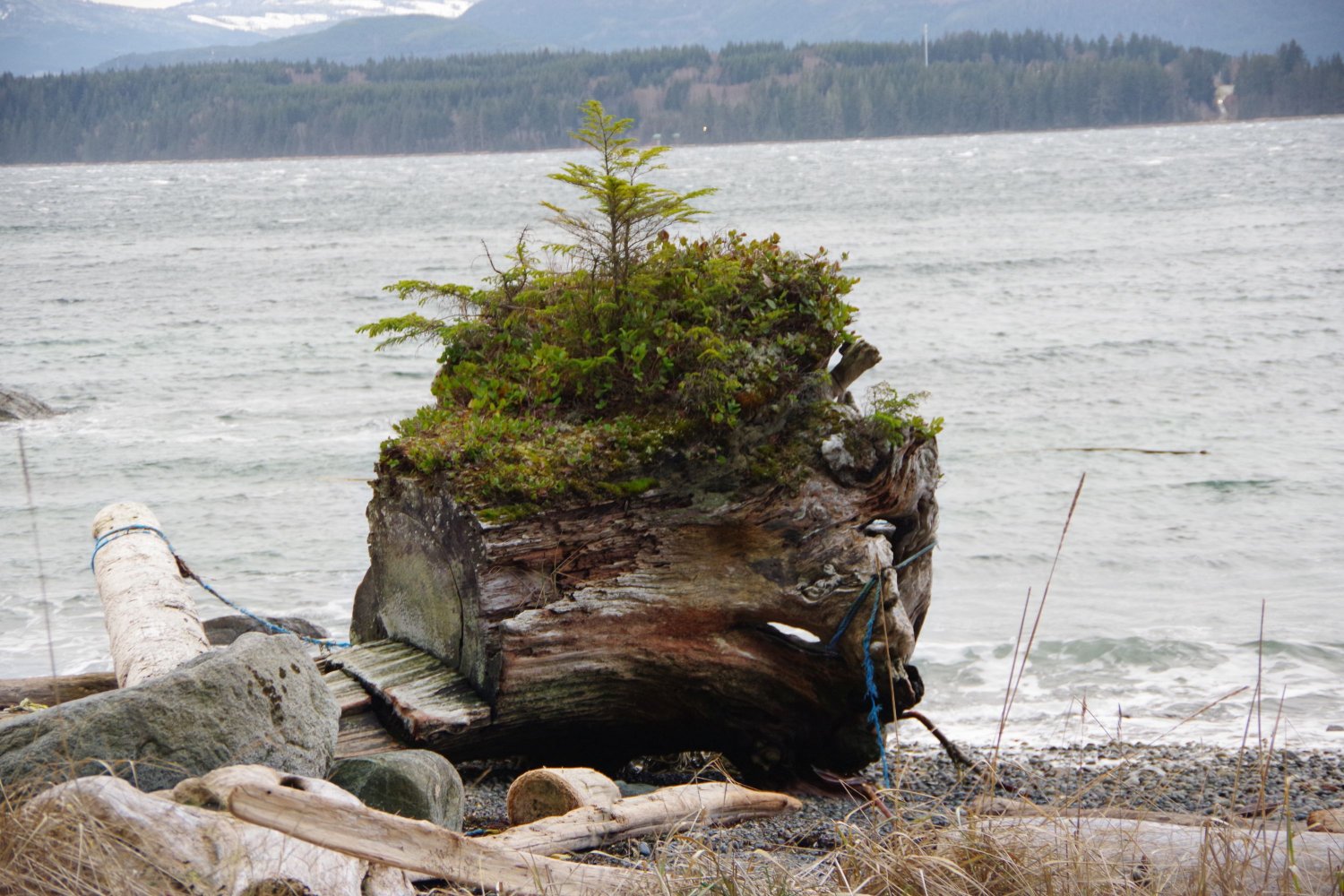 Solve Nurse Log jigsaw puzzle online with 12 pieces