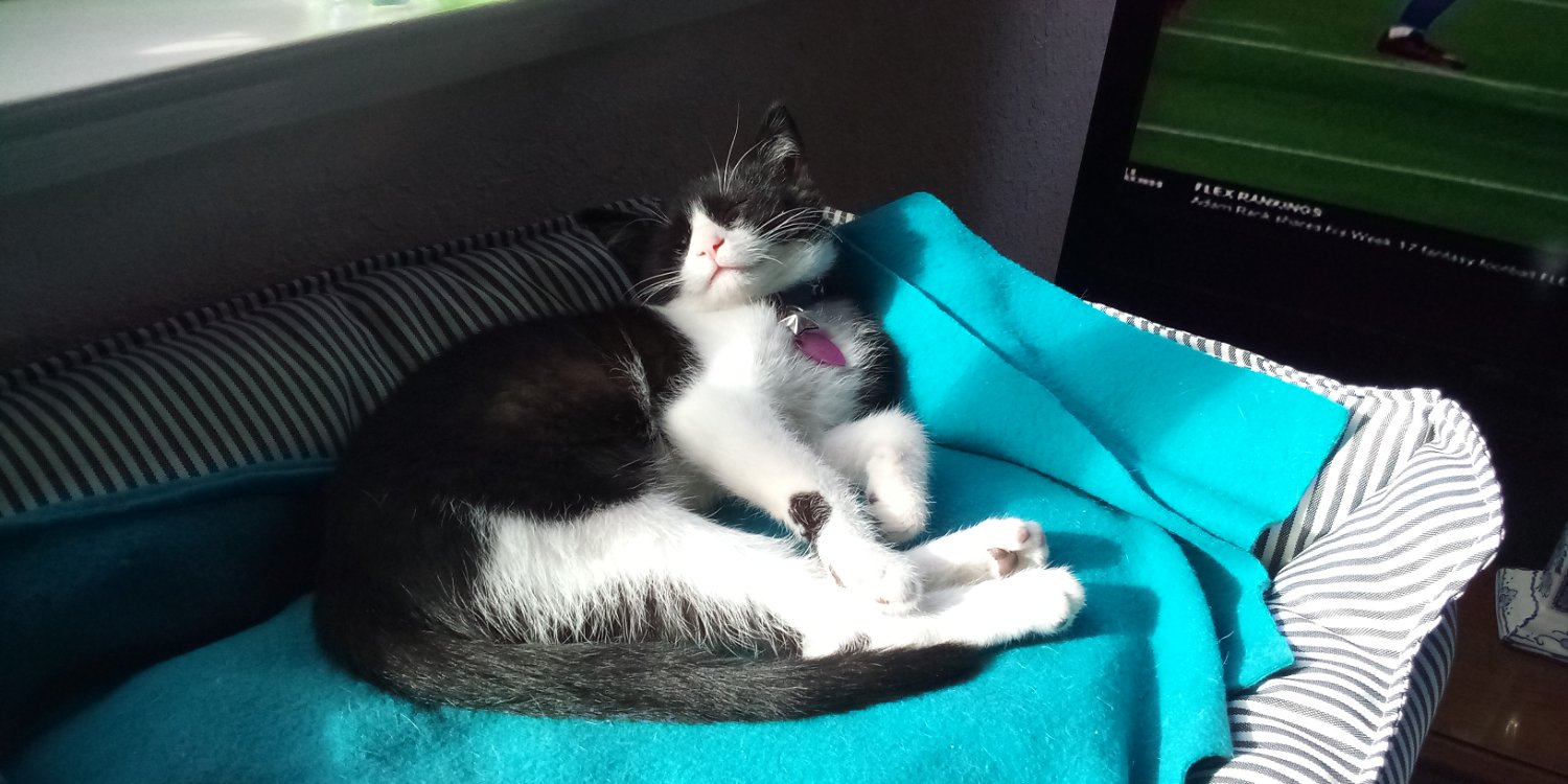 Solve Sugar jigsaw puzzle online with 15 pieces