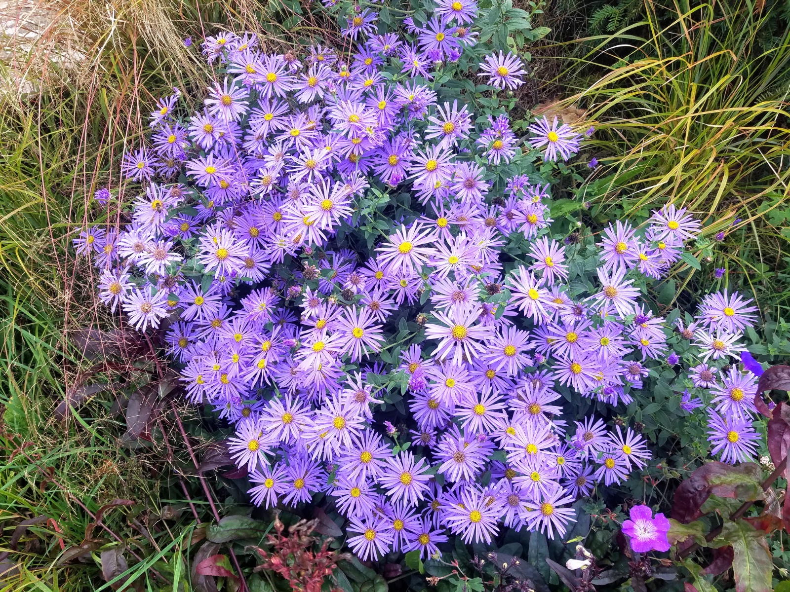 Solve Michaelmas Daisies jigsaw puzzle online with 48 pieces