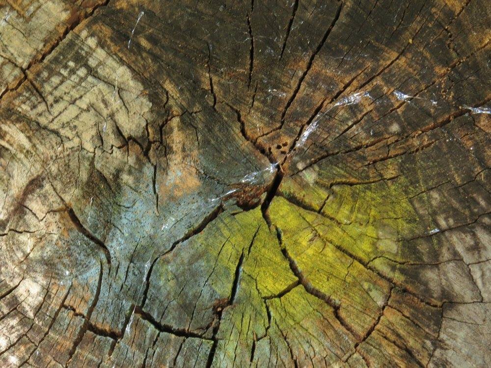 Solve sawed-off branch stub - with snail trail jigsaw puzzle online ...