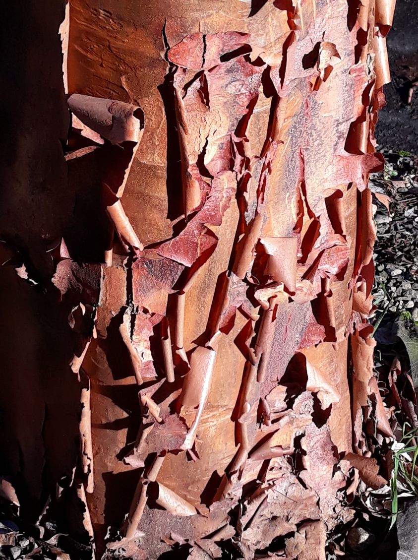 Solve Tree bark jigsaw puzzle online with 154 pieces