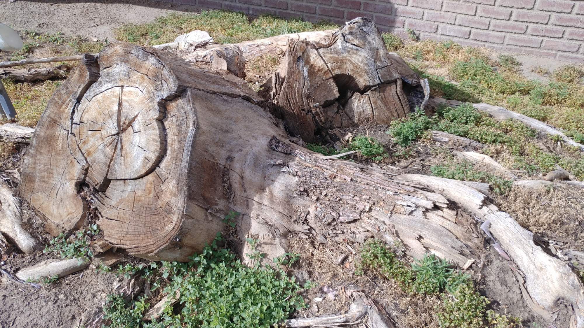 Solve Stump Stomp Stamp jigsaw puzzle online with 405 pieces