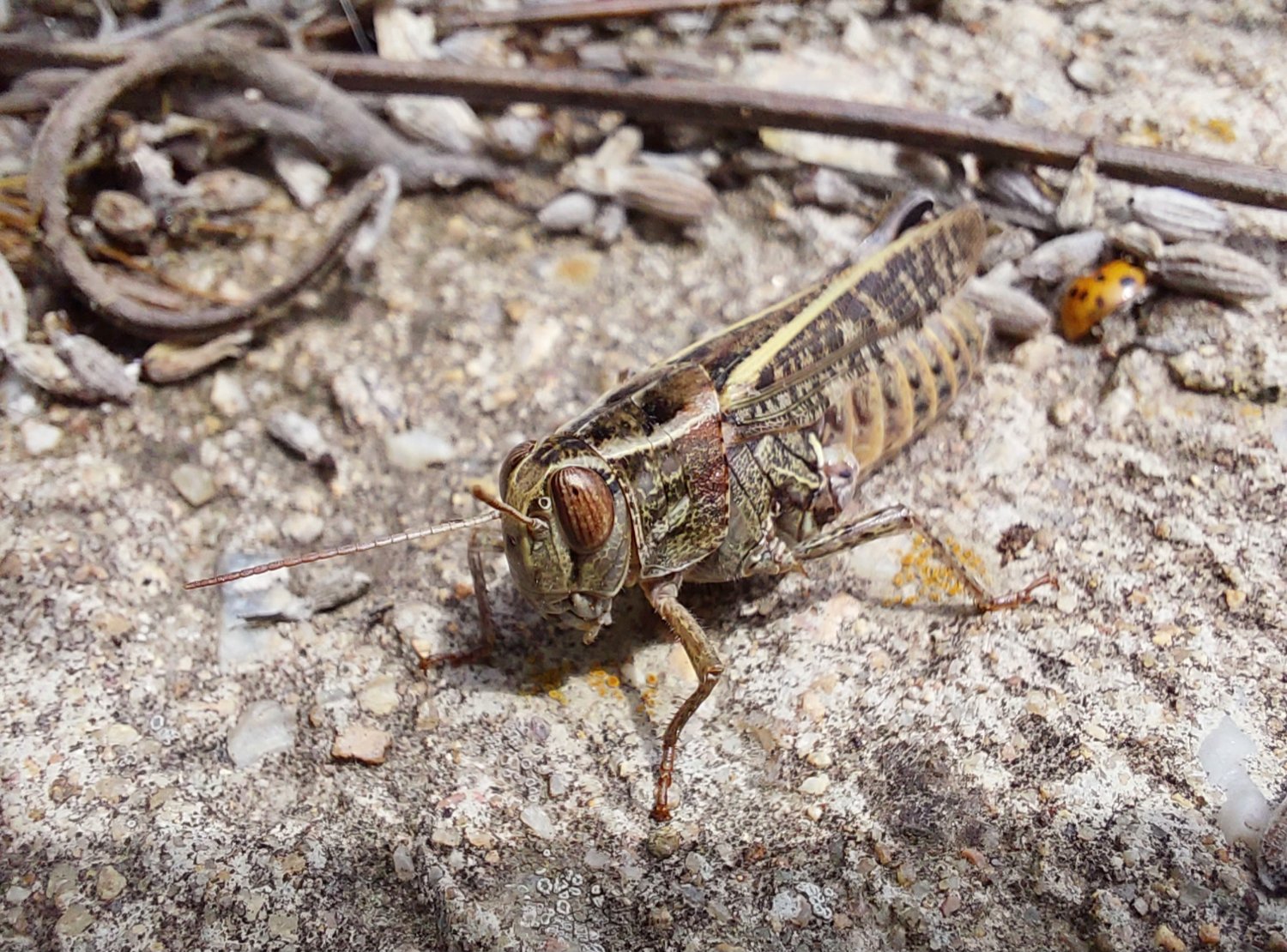 Solve Kobylka luční jigsaw puzzle online with 35 pieces