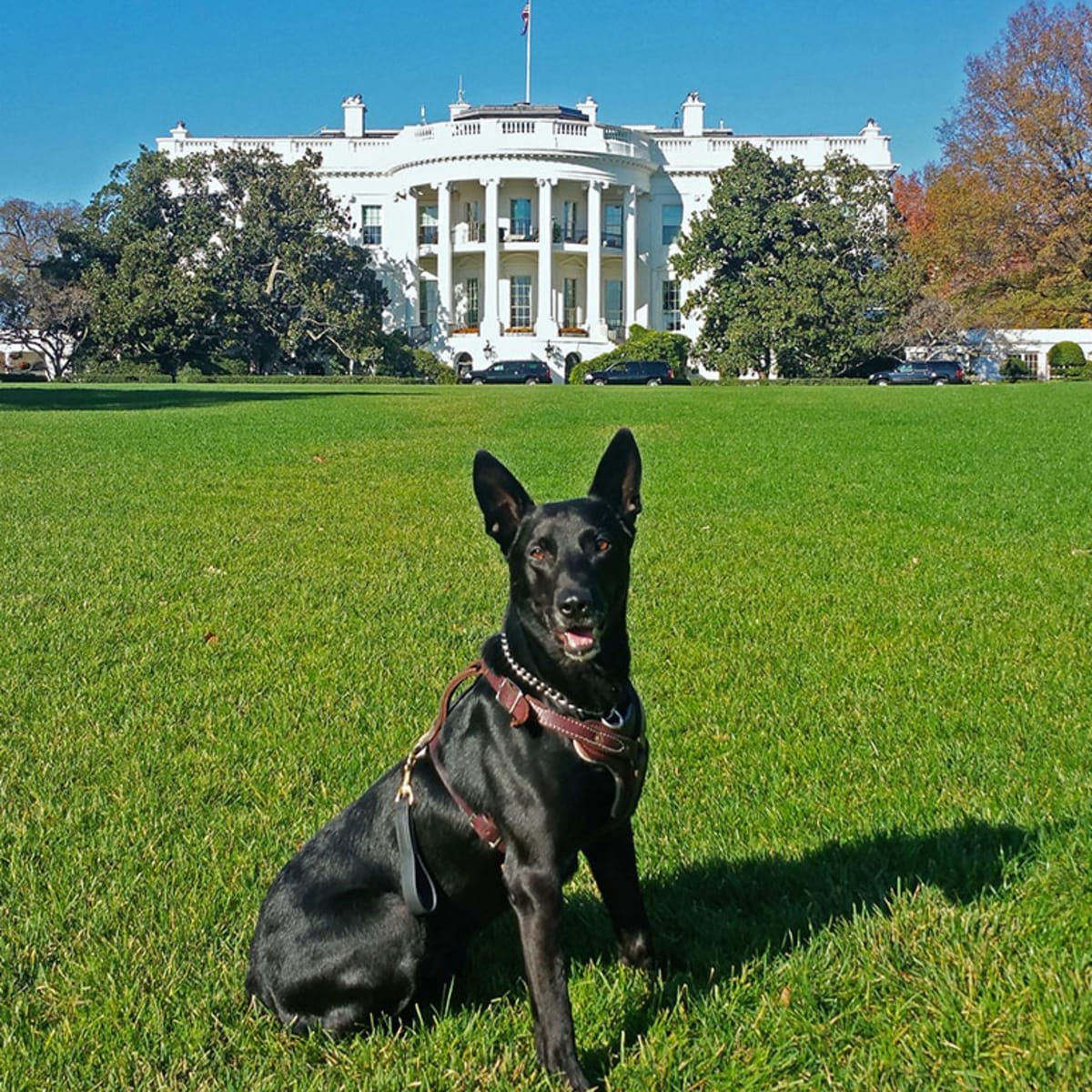 Solve This dog's name Hurricane, he was a watchdog for the white House ...