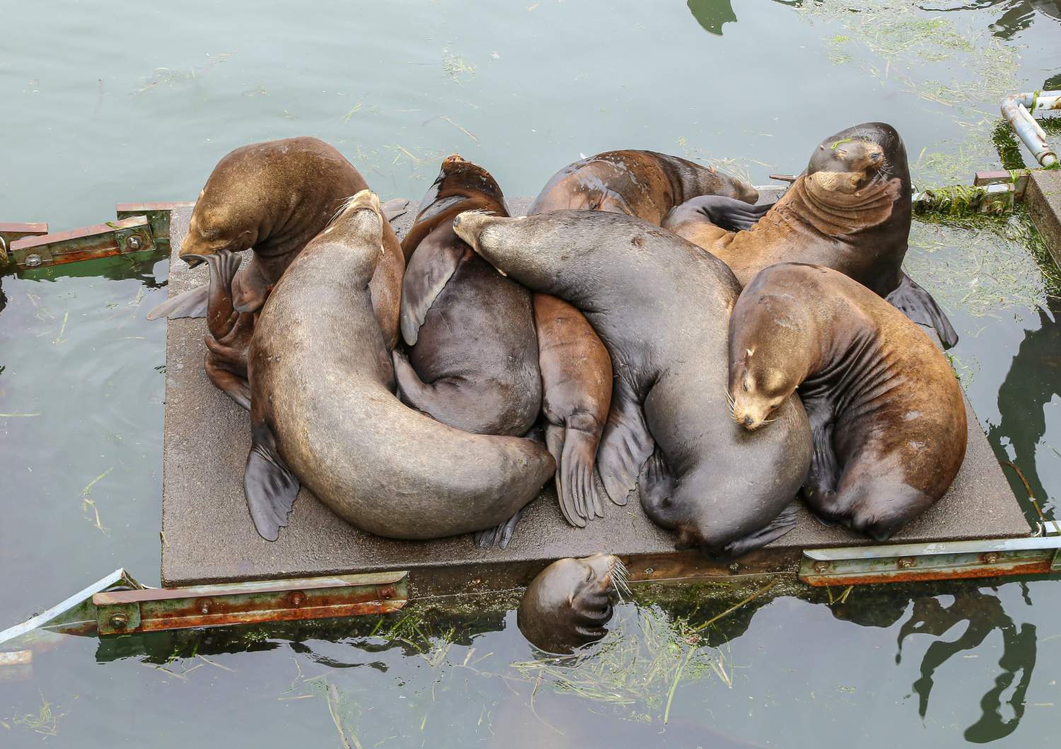 Solve "SORRY, NO ROOM AT THE INN" jigsaw puzzle online with 70 pieces