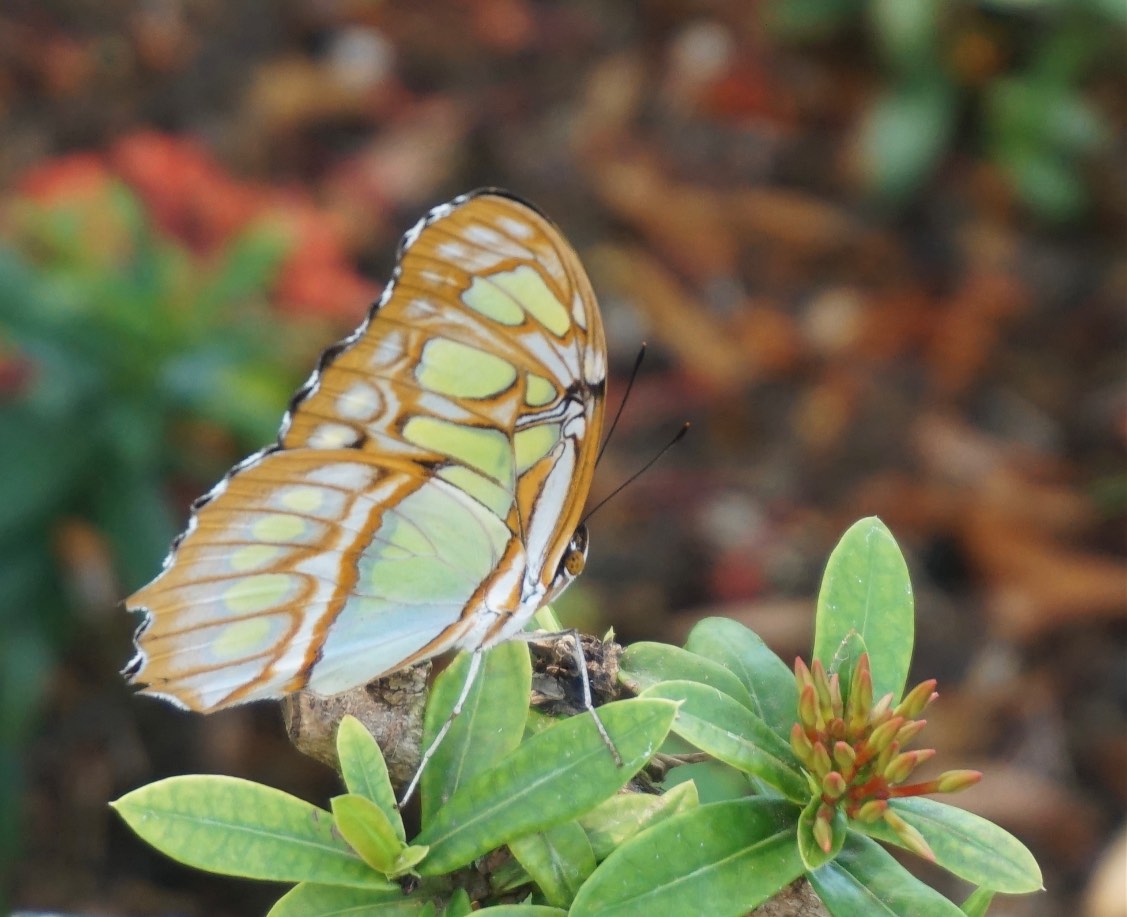 Solve The Butterfly House at Faust Park, St. Louis, MO jigsaw puzzle ...