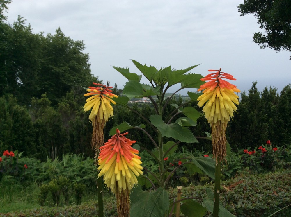 Solve Azores. jigsaw puzzle online with 12 pieces