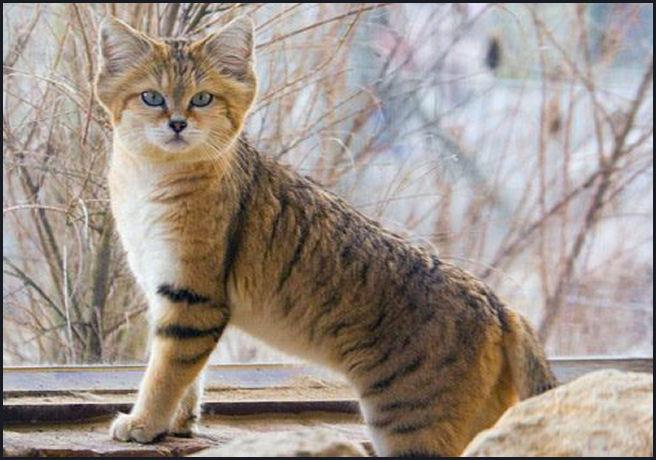 Solve sand cat jigsaw puzzle online with 70 pieces