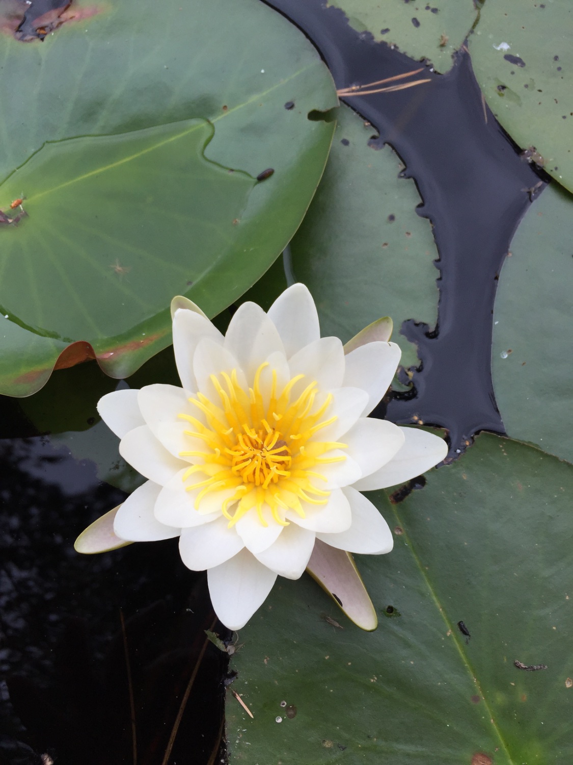 Solve Lily jigsaw puzzle online with 108 pieces