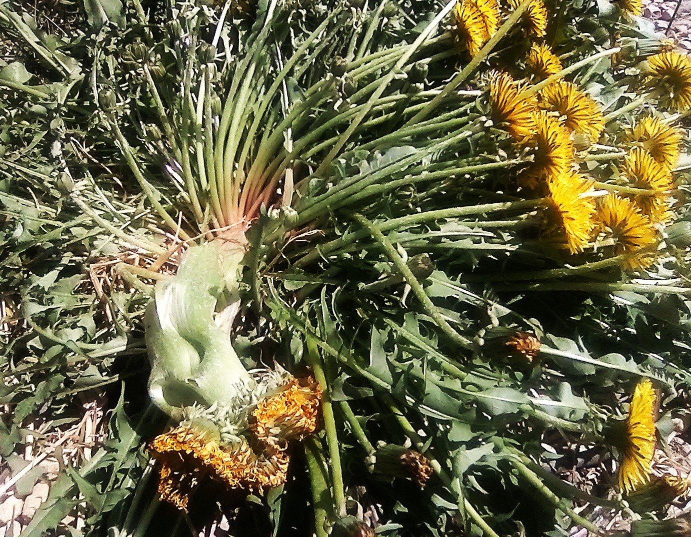 Solve Mutant Dandelion 05-01-24 jigsaw puzzle online with 35 pieces