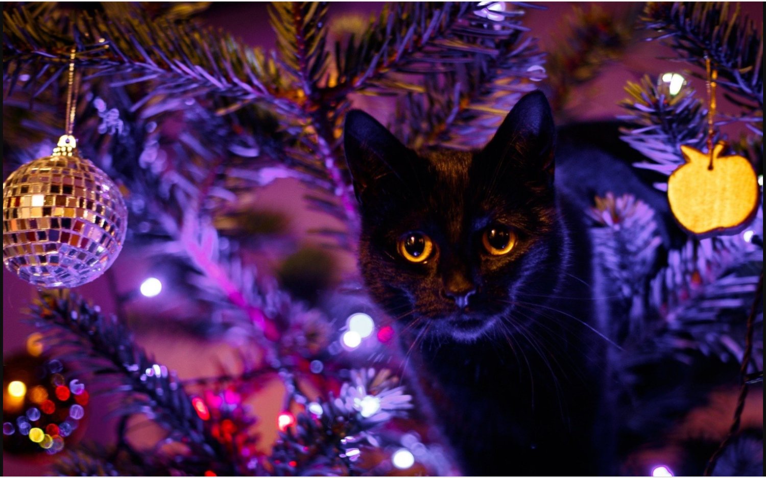 Solve All I Want for Christmas is Mew. jigsaw puzzle online with 15 pieces