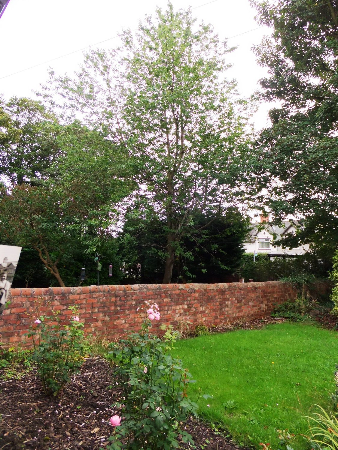 Solve Garden Wall jigsaw puzzle online with 500 pieces