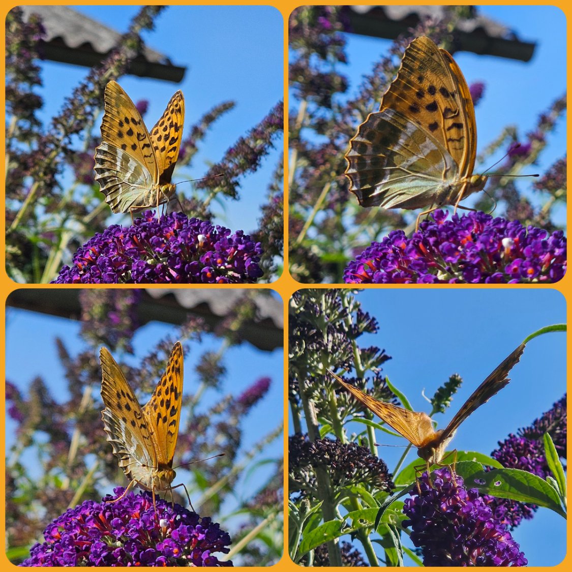 Solve Schmetterling Kaisermantel - Butterfly Emperor Cloak jigsaw ...