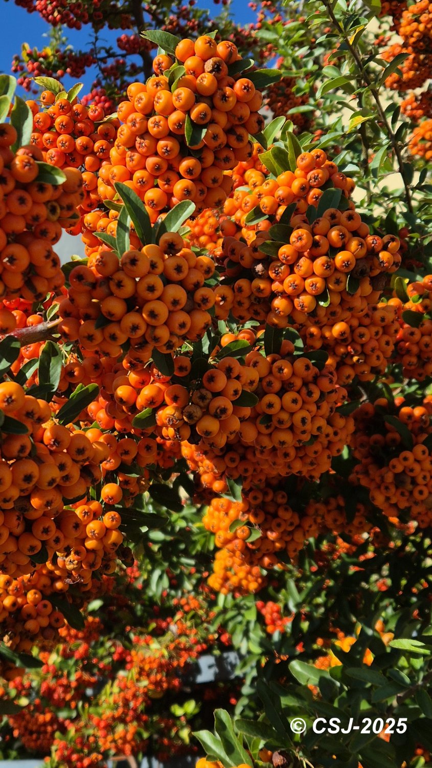 Solve TREES - FLOWERING SHRUBS – Orange Saphyr Pyracantha jigsaw puzzle ...