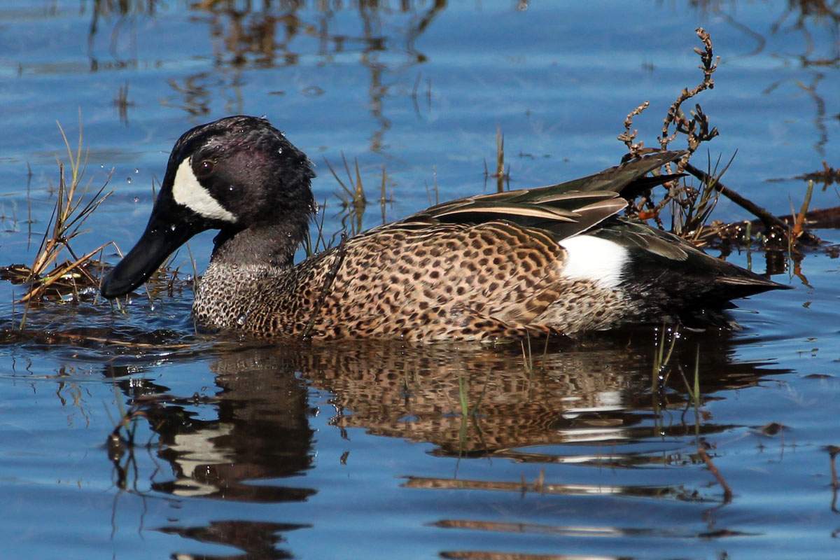 Solve Blue-winged Teal, Famosa Slough, San Diego, California jigsaw ...