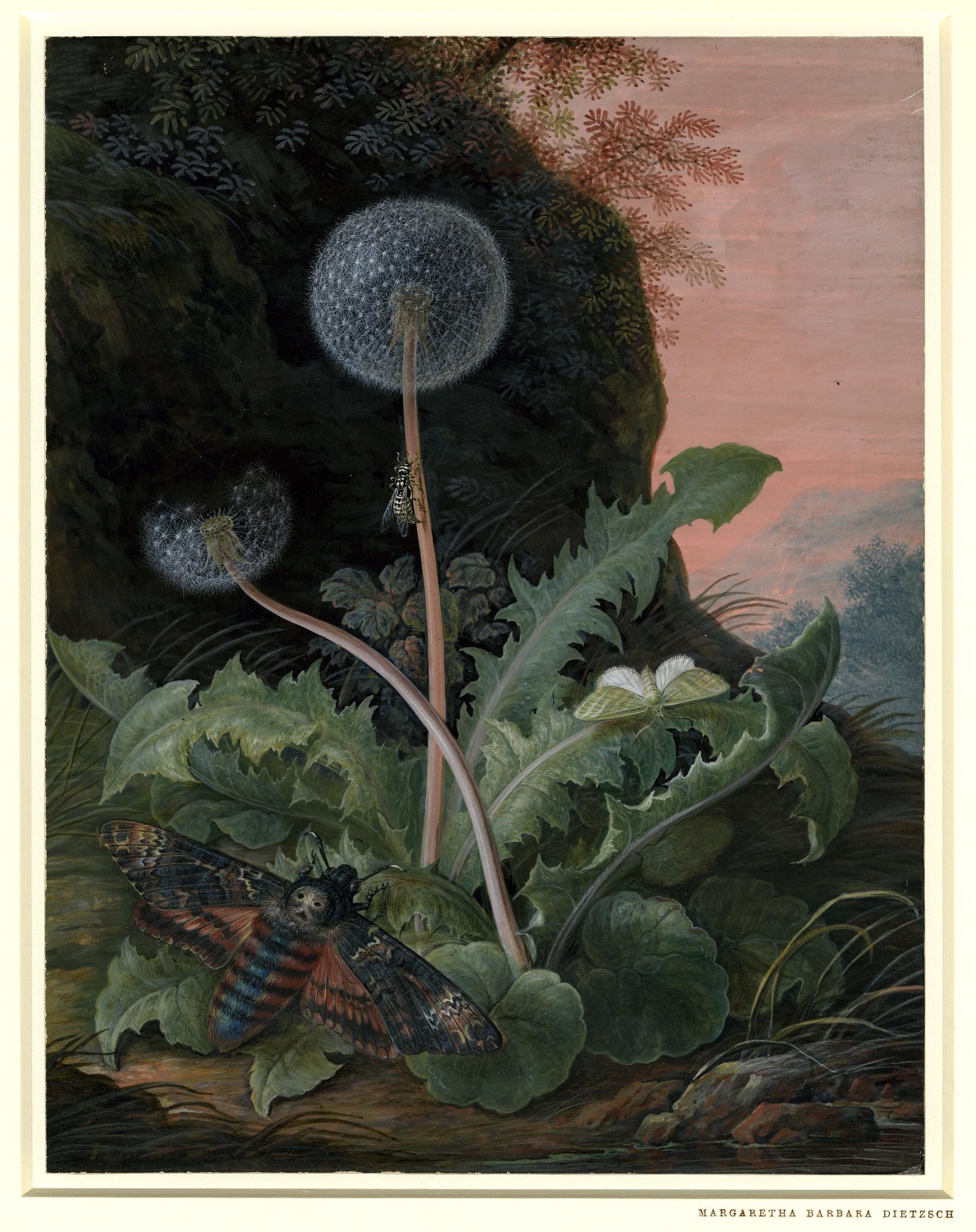 Solve Watercolour on Vellum, Dandelion with Moths in Landscape, Drawn ...