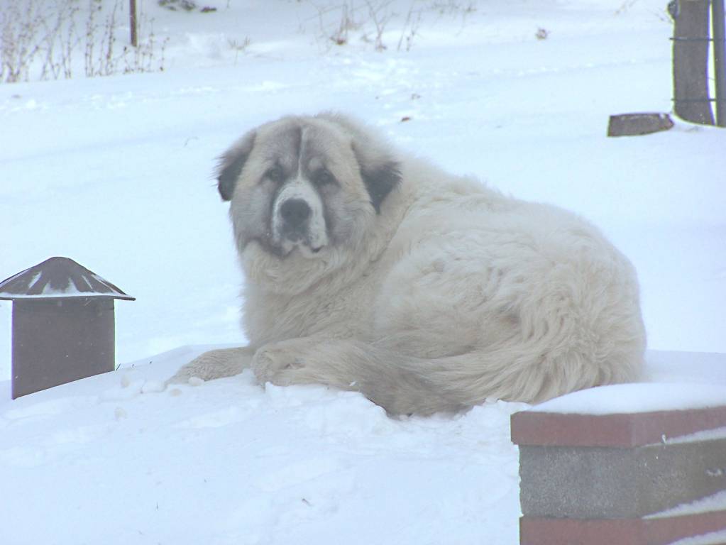 Solve Great Pyrenees love snow! jigsaw puzzle online with 80 pieces