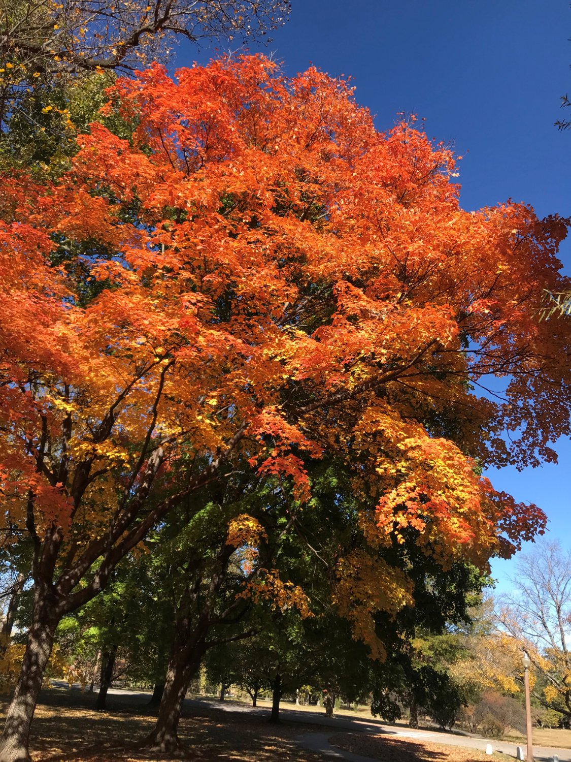 Solve Fall! (medium) jigsaw puzzle online with 80 pieces