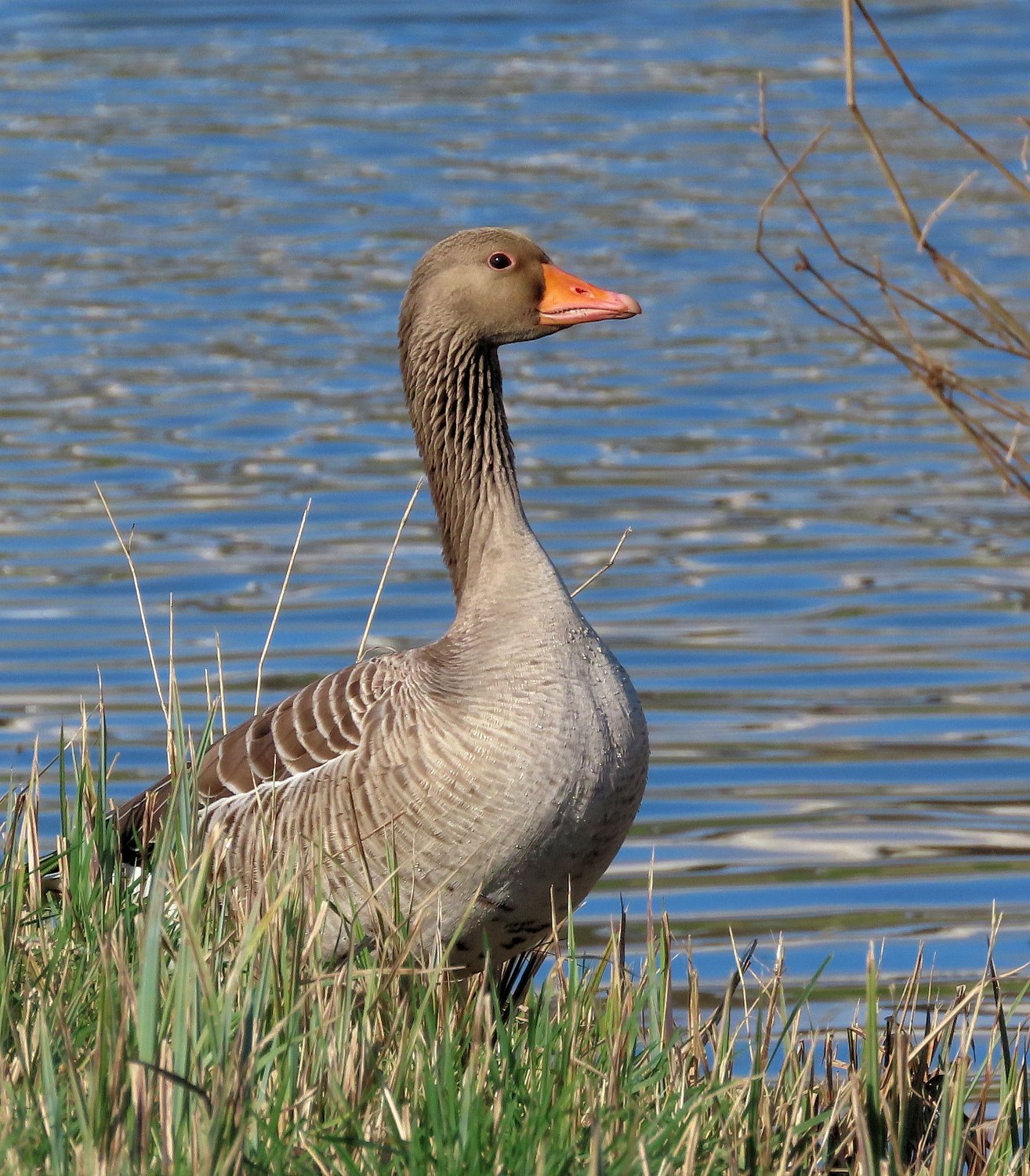 Solve greylag goose (grauwe gans) jigsaw puzzle online with 56 pieces