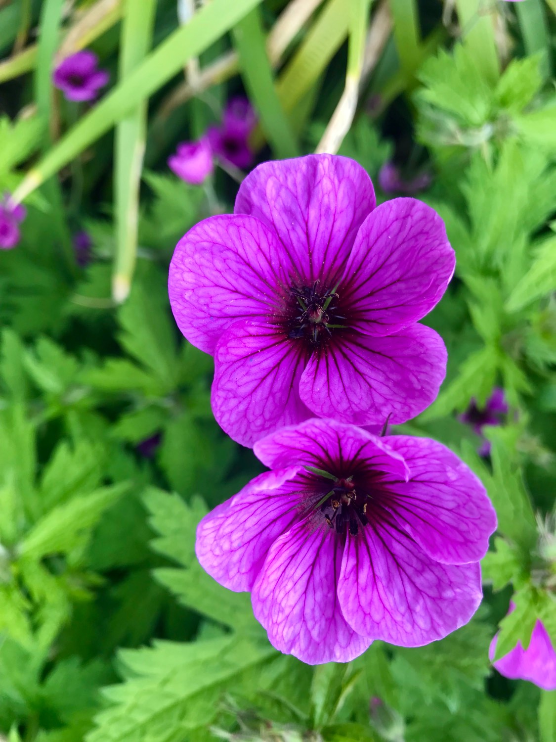 Solve Geranium jigsaw puzzle online with 99 pieces