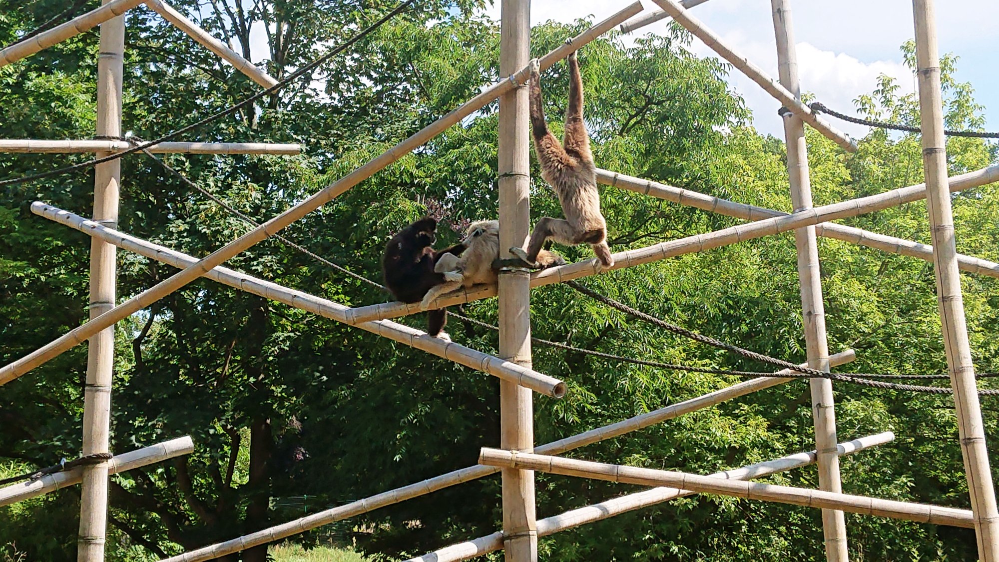 Jigsaw Puzzle | 66 pieces | Tierpark-Berlin-Affengehege | Jigidi