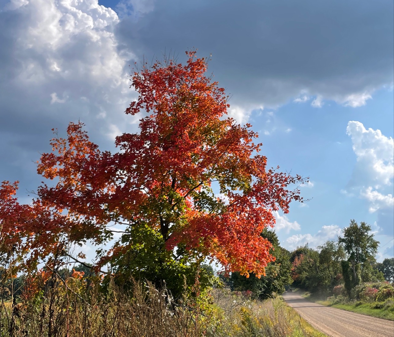 Jigsaw Puzzle | 143 pieces | Fall color & clouds | Jigidi