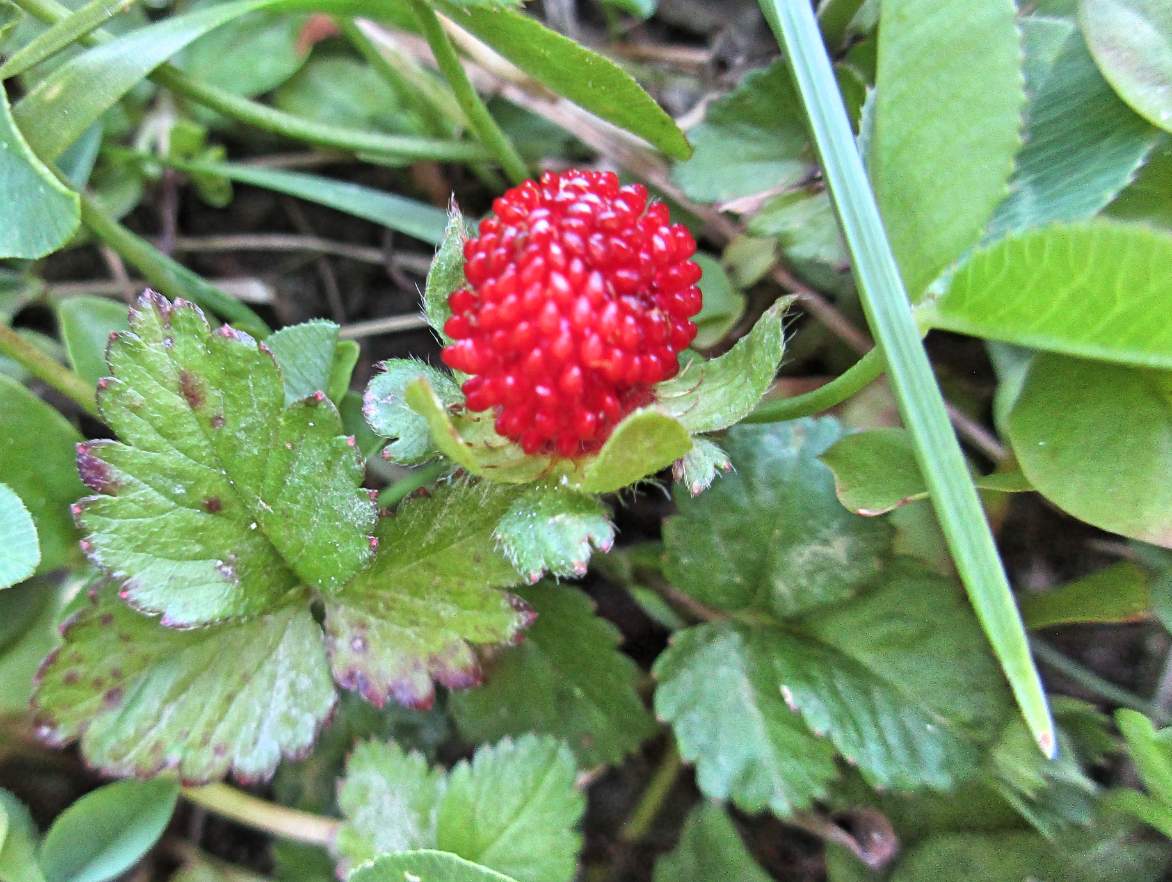 Solve Duchesnea indica, Jahodka indická jigsaw puzzle online with 20 pieces