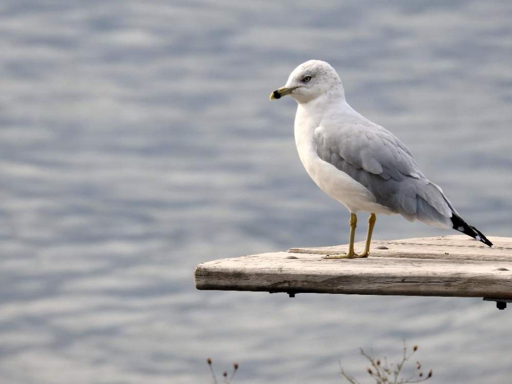 Puzzle | 12 pièces | “He was not bone and feather but a perfect idea of ...