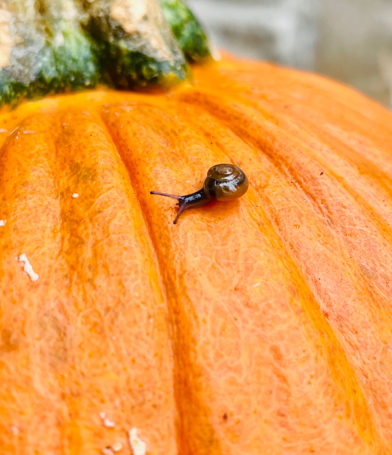 Solve Pumpkin Snail jigsaw puzzle online with 90 pieces